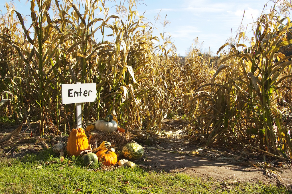 Pumpkin Patches Perfect for Family Fun This Fall - Kerley Family Homes